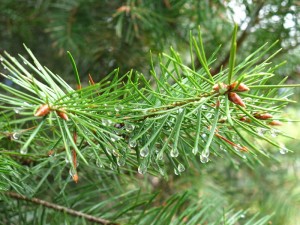 Facts About Evergreen Trees | Interesting Facts