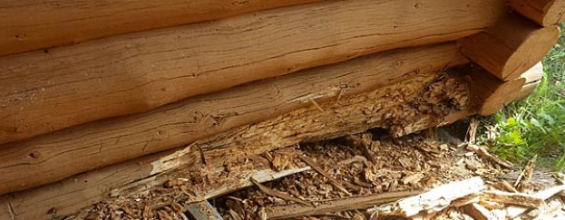 How to Detect, Prevent, and Repair Wood Rot Like a Pro | Interesting Facts
